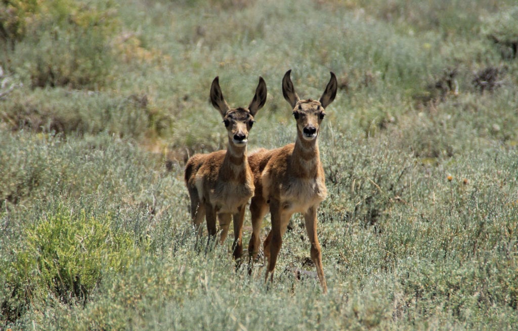 Species Spotlight: Pronghorn - Oregon Natural Desert Association