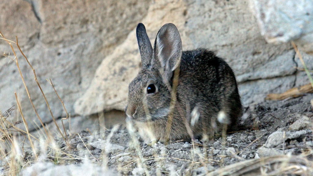 Cottontail_DevlinHolloway - Oregon Natural Desert Association