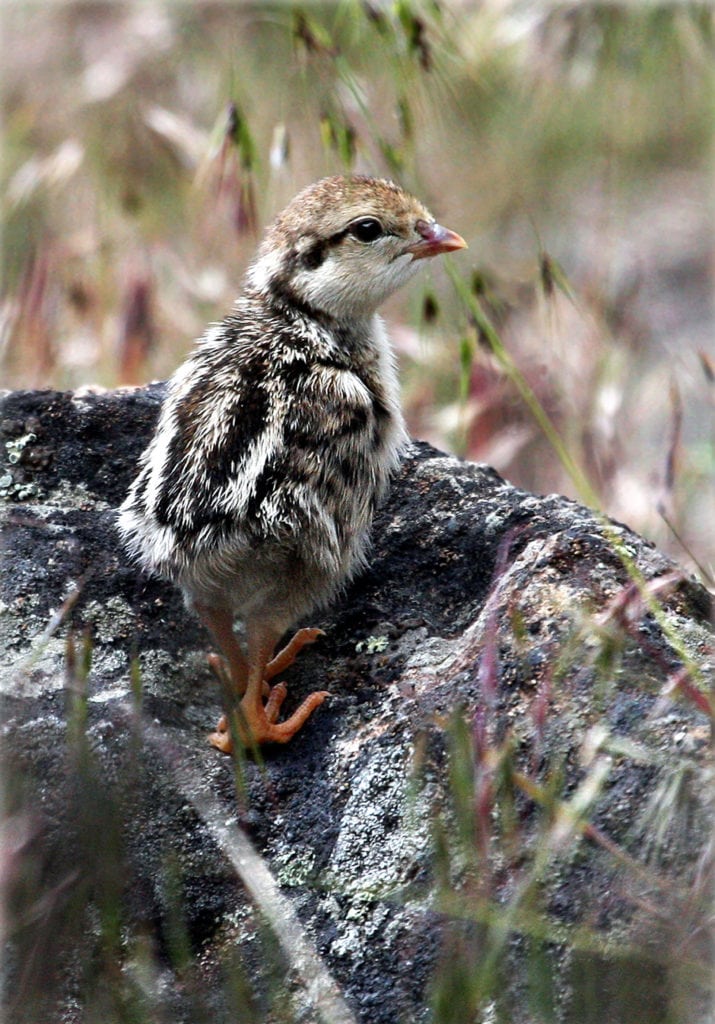 baby-chukar_DevlinHolloway - Oregon Natural Desert Association