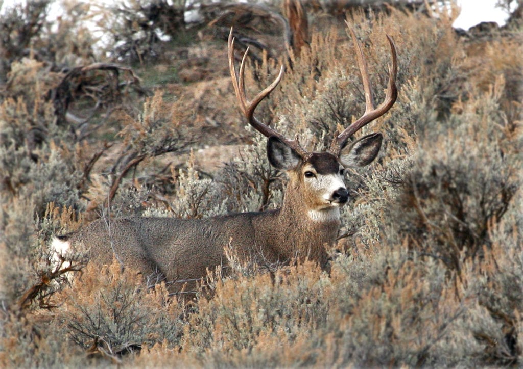 one-male-mule-deer_DevlinHolloway - Oregon Natural Desert Association