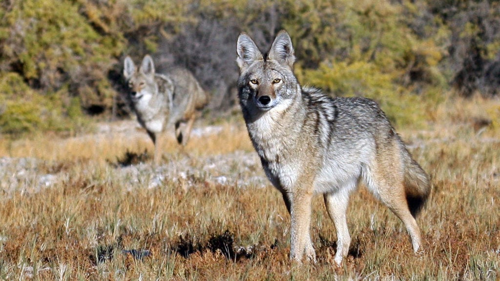 two-coyote-yellow-grass_DevlinHollloway - Oregon Natural Desert Association