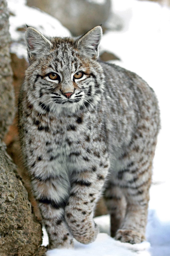 young-bobcat-in-snow_DevlinHolloway - Oregon Natural Desert Association