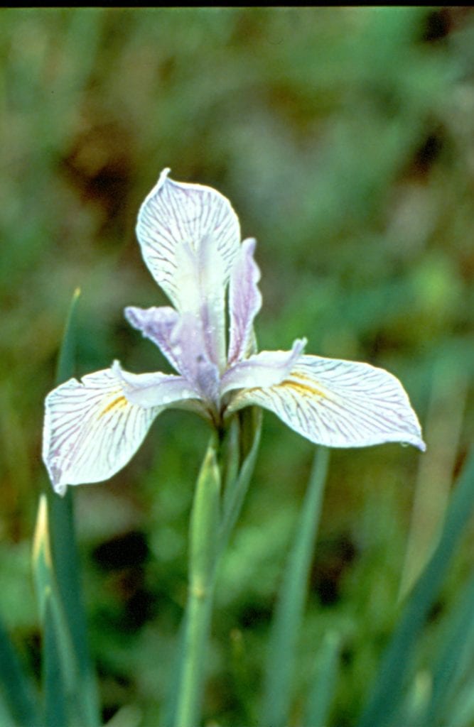 Wild Iris.danielsherman - Oregon Natural Desert Association