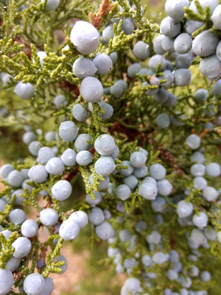 Species Spotlight: Western Juniper - Oregon Natural Desert Association