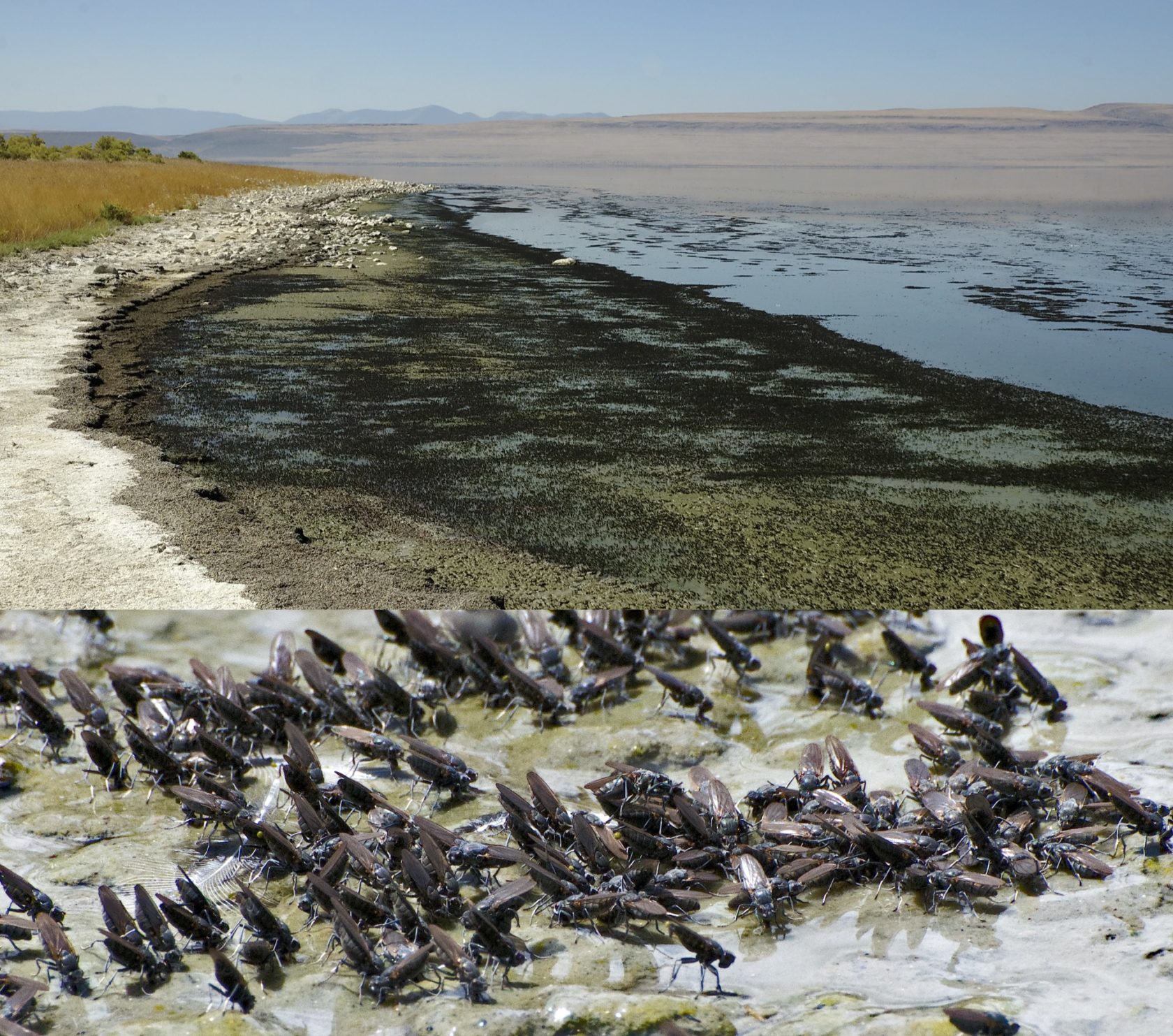 Lake Abert: An Irreplaceable, Ecological Gem - Oregon Natural Desert ...