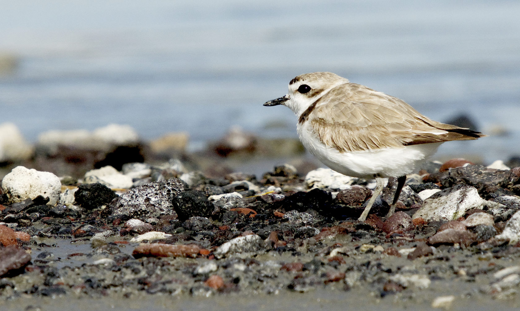 Lake Abert: The Place - Oregon Natural Desert Association