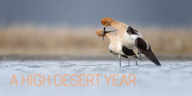 Virtual Gallery Opening - Oregon Natural Desert Association