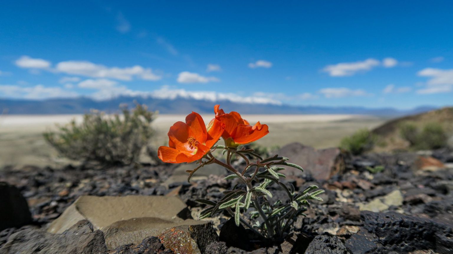 Exploring the Native Plants of Oregon's High Desert - Oregon Natural ...