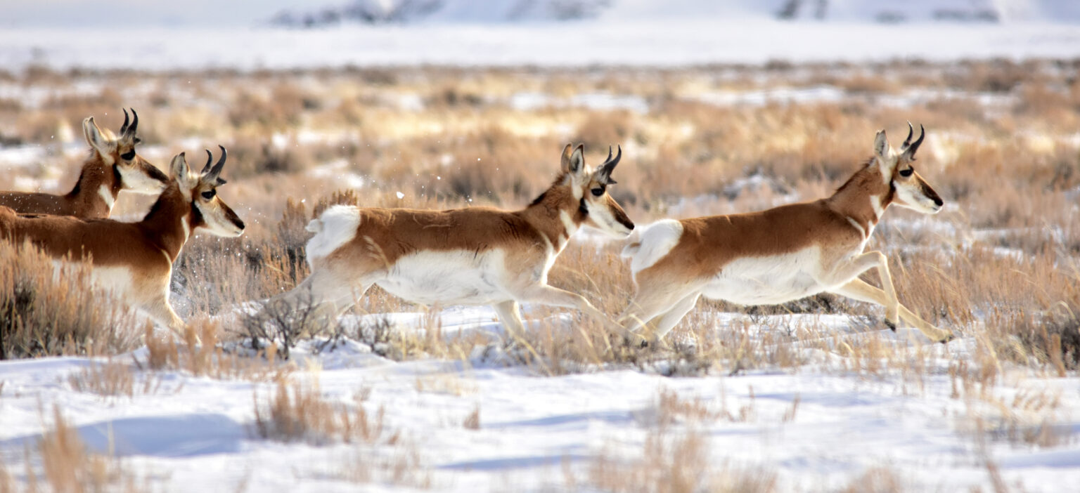 Species Spotlight: Pronghorn - Oregon Natural Desert Association