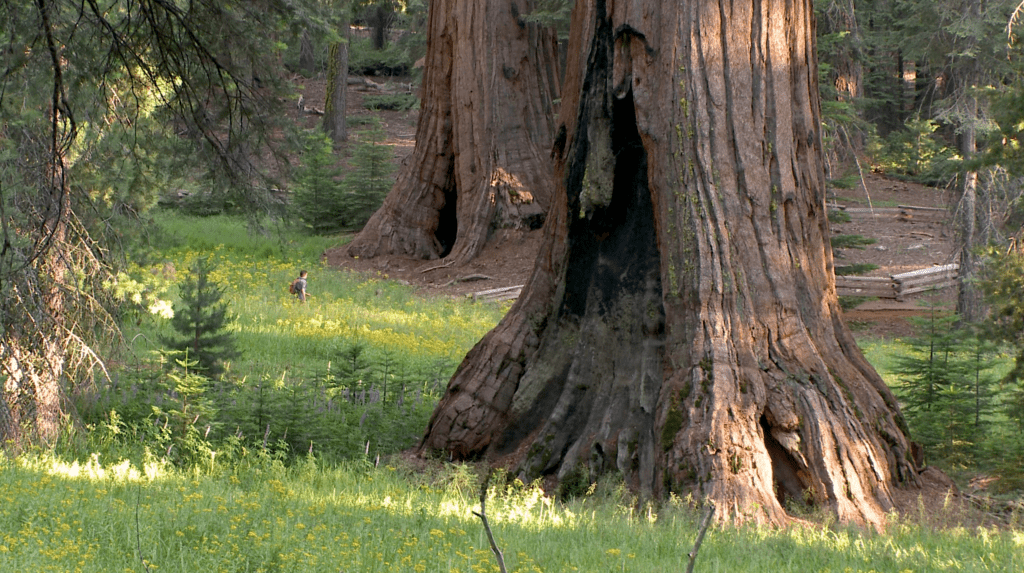 Giant Sequoias - Oregon Natural Desert Association