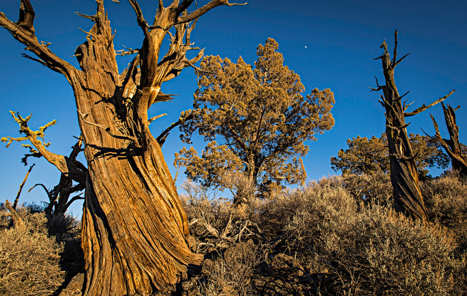 The Juniper Paradox - Oregon Natural Desert Association