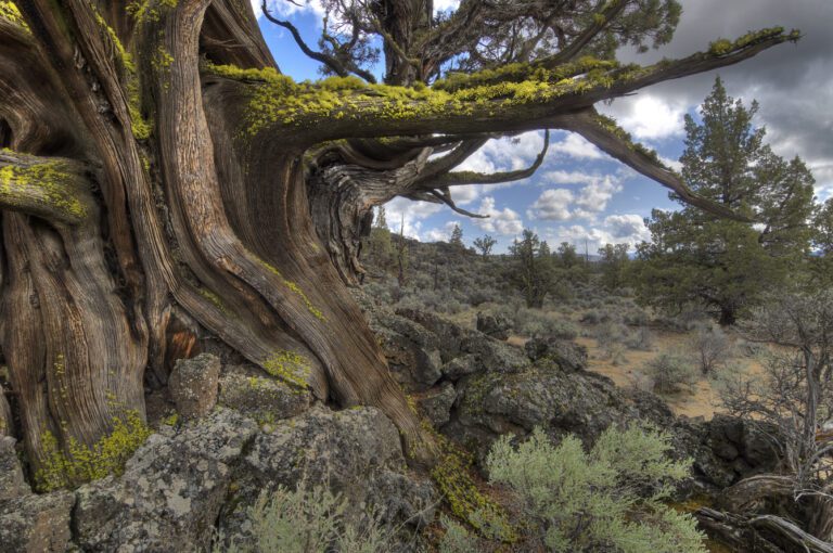 The Juniper Paradox - Oregon Natural Desert Association
