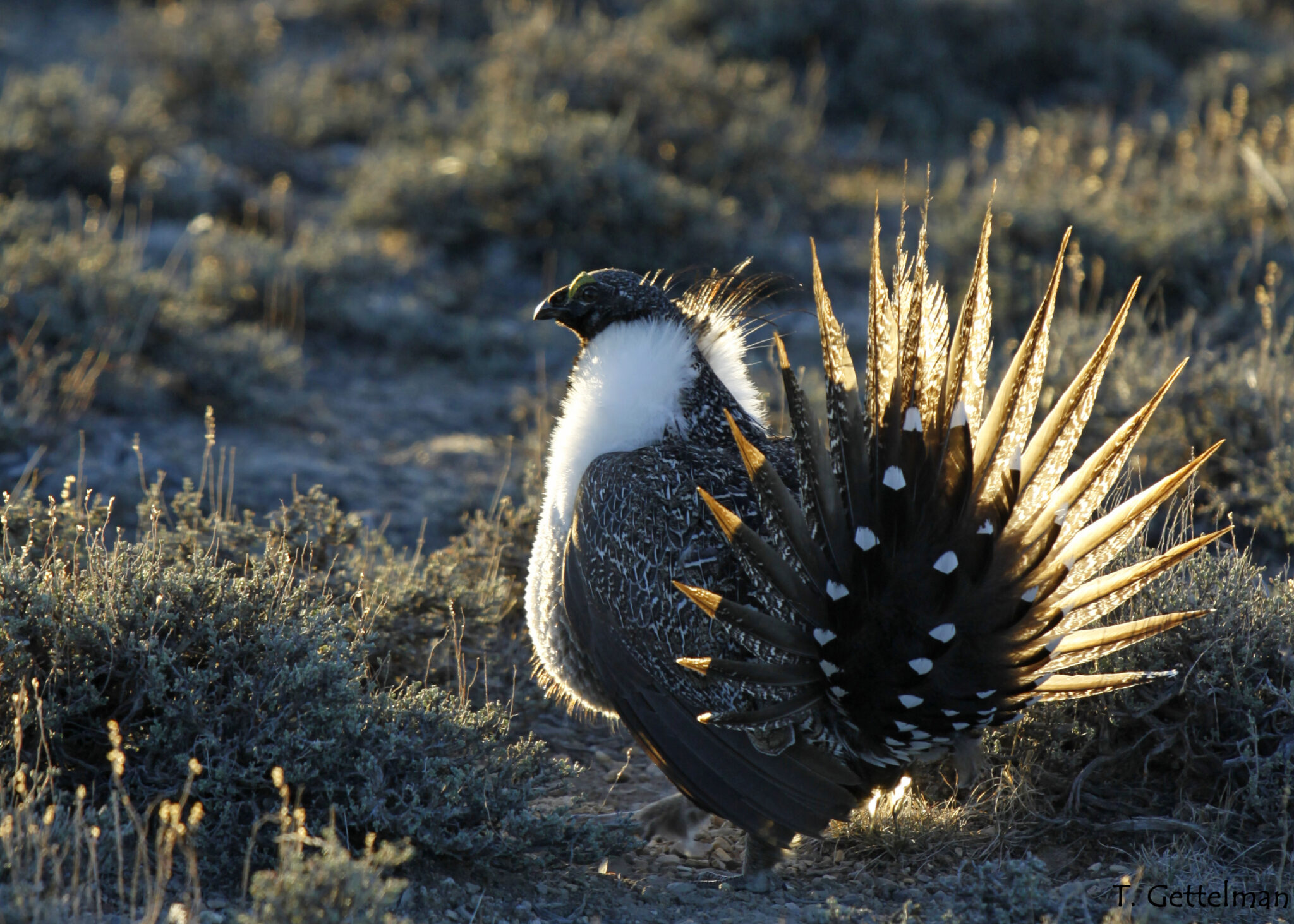 Sage-Grouse: Denizen of the Sagebrush Sea - Oregon Natural Desert ...