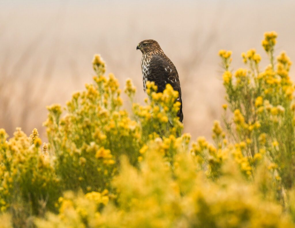Observing Raptors - Oregon Natural Desert Association