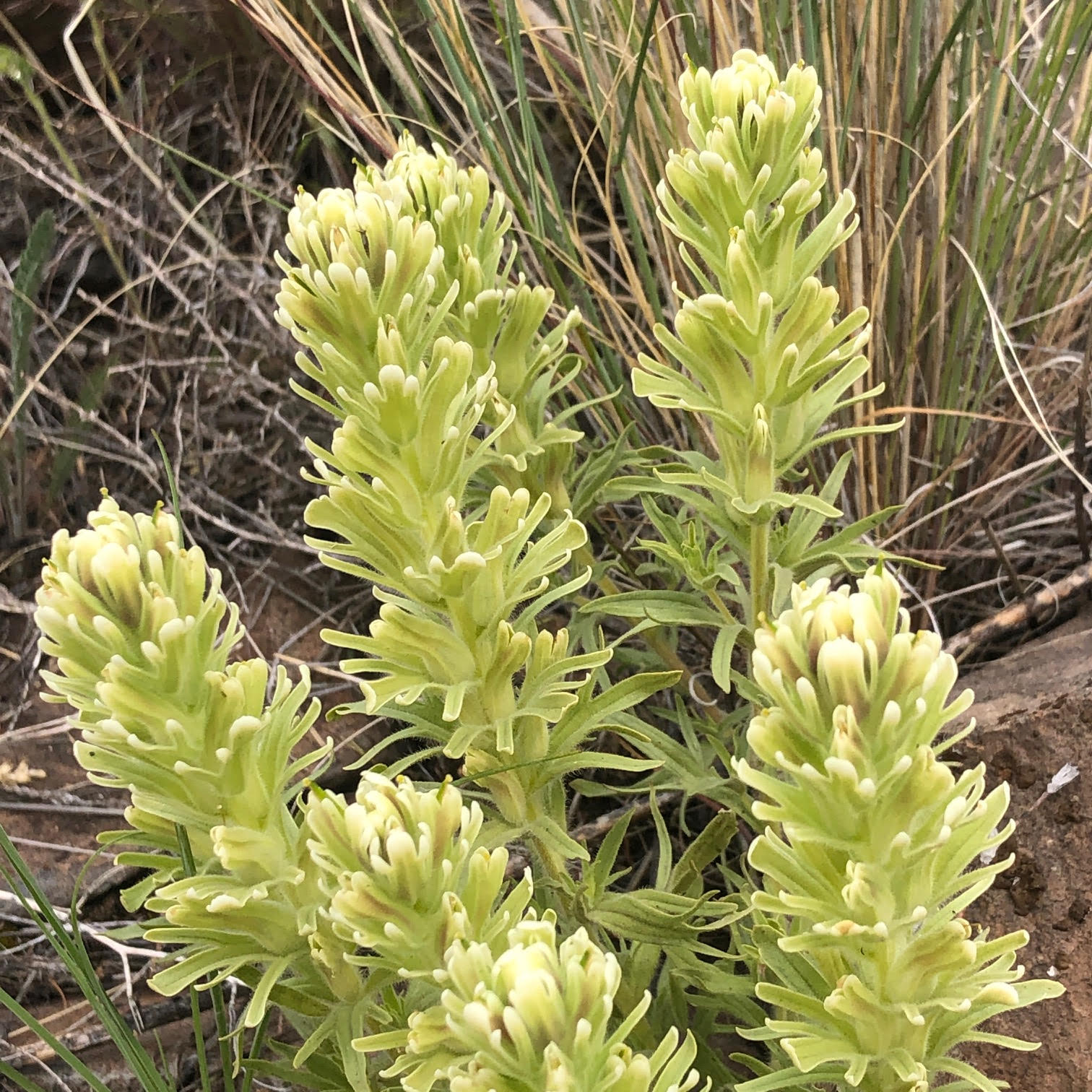 Castilleja xanthotricha — the ESA list proposedpending Indian ...