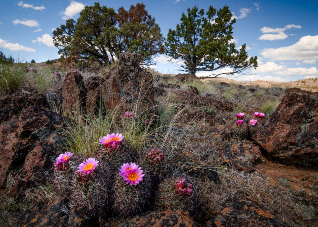 Where To: See Wildflowers in Spring Basin - Oregon Natural Desert ...