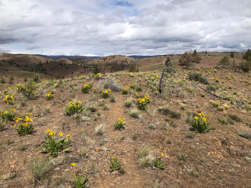 Where To: See Wildflowers in Spring Basin - Oregon Natural Desert ...