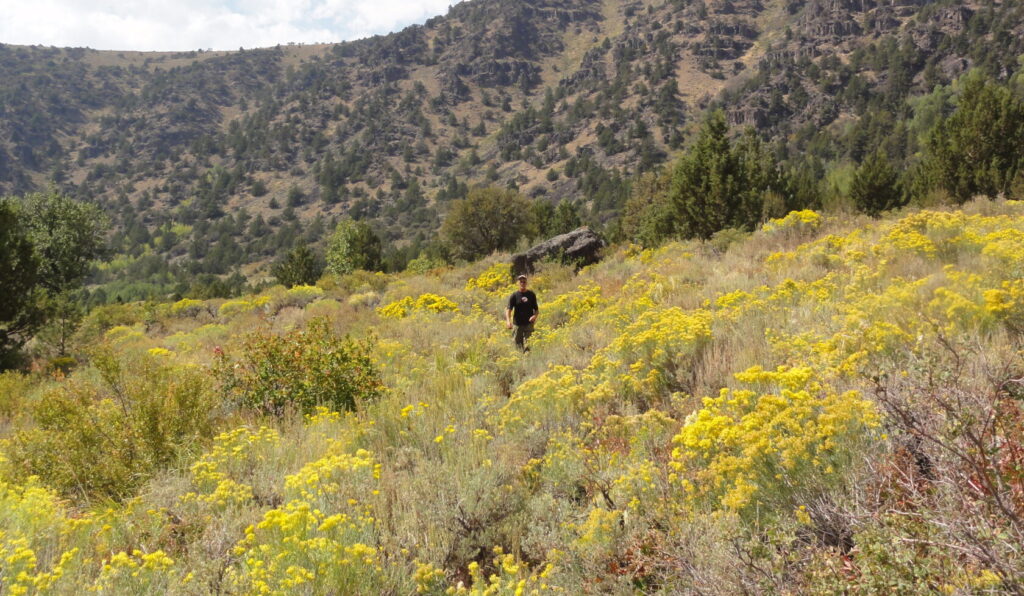 Hiking through rabbitbrush - Jeremy Austin - Oregon Natural Desert ...