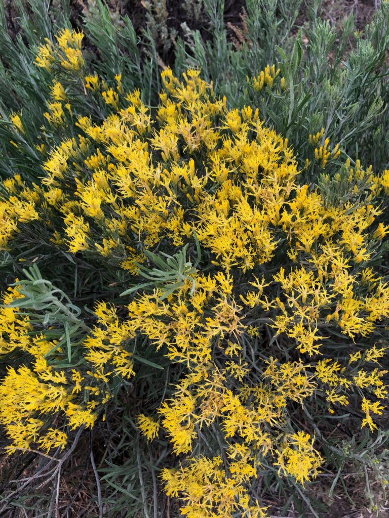Species Spotlight: Gray Rabbitbrush - Oregon Natural Desert Association